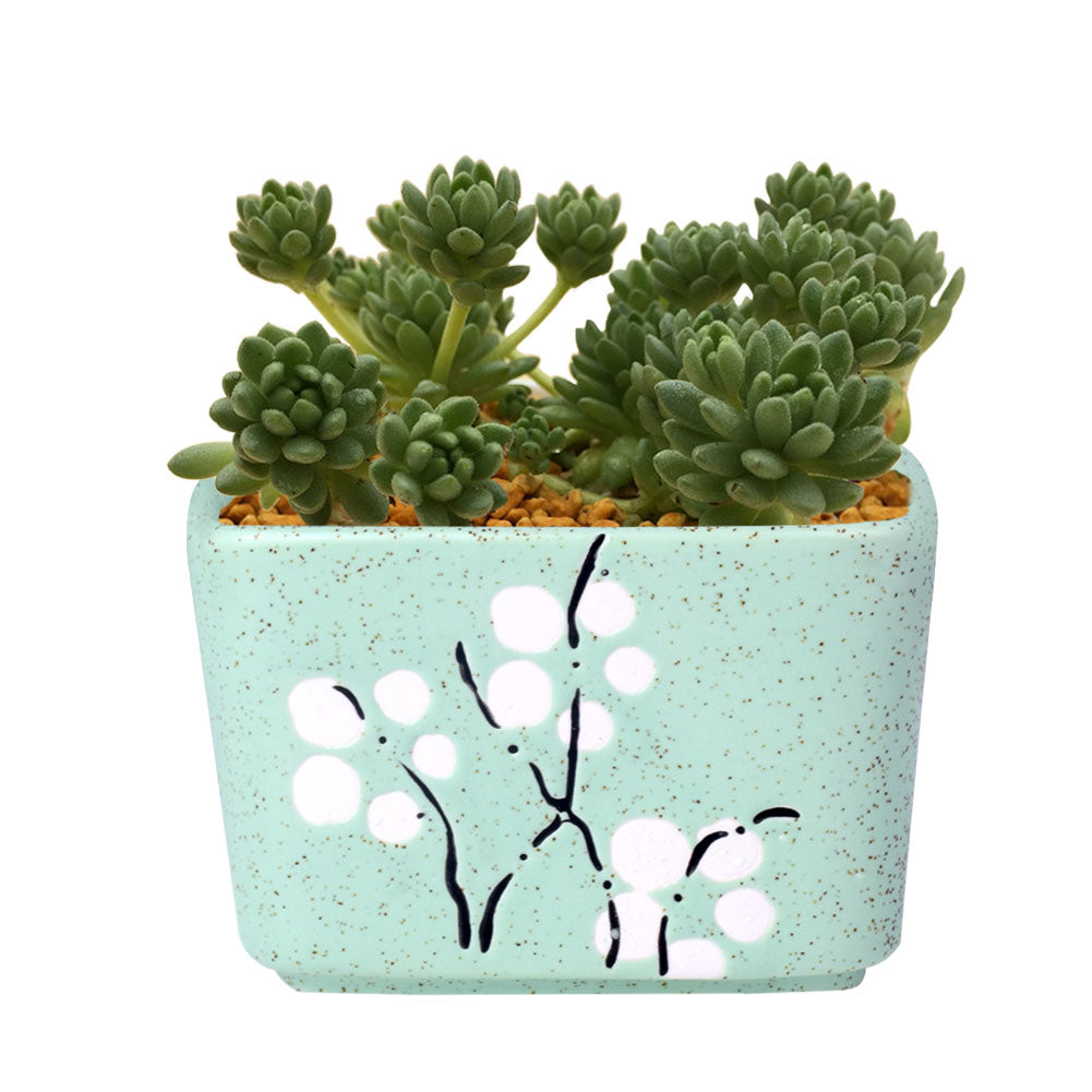 Cute Ceramic Decorative Flower Pots for home accent - wanahavit